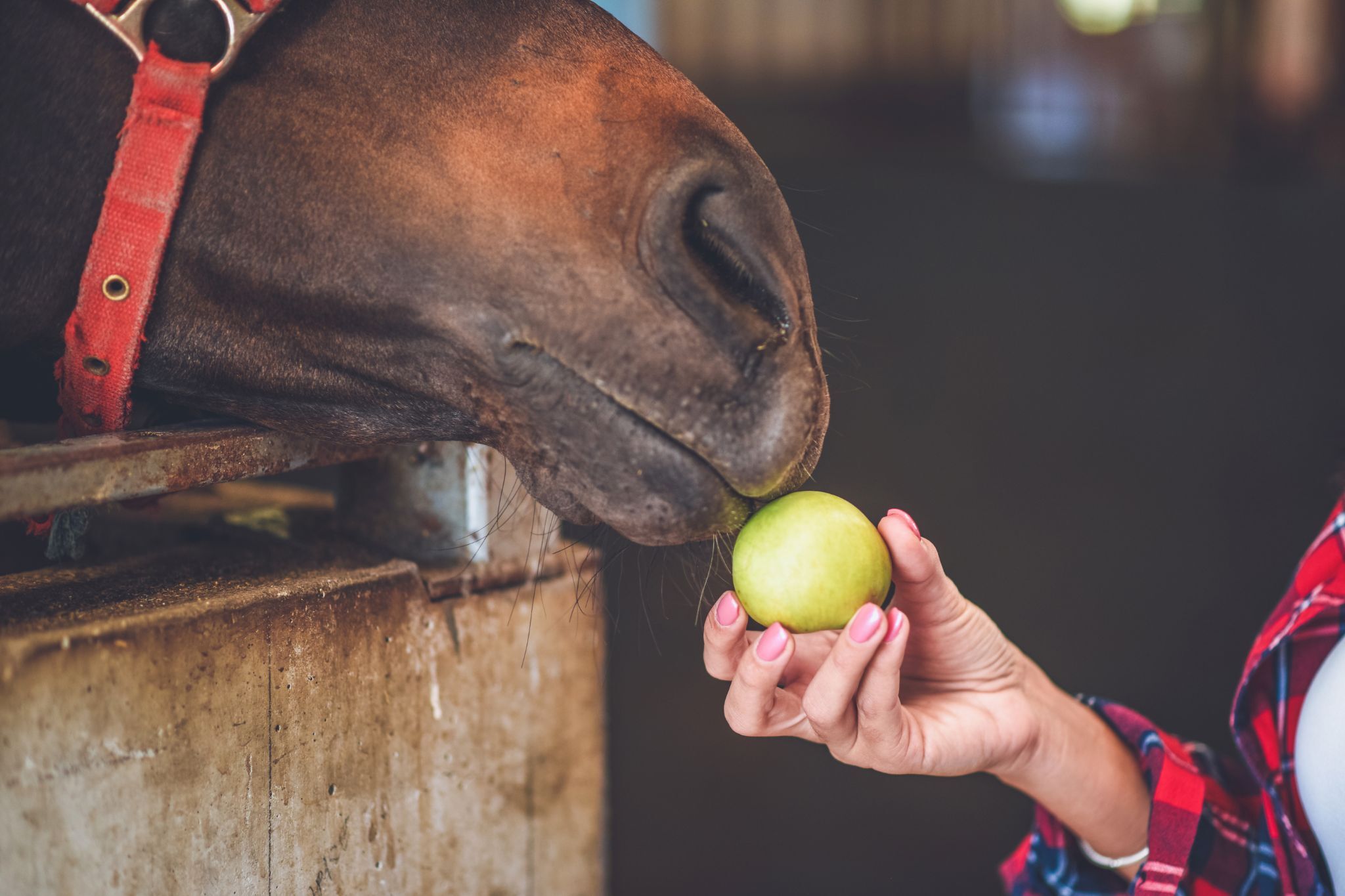 Snacking Success: How to Feed a Horse an Apple - Horse Rookie