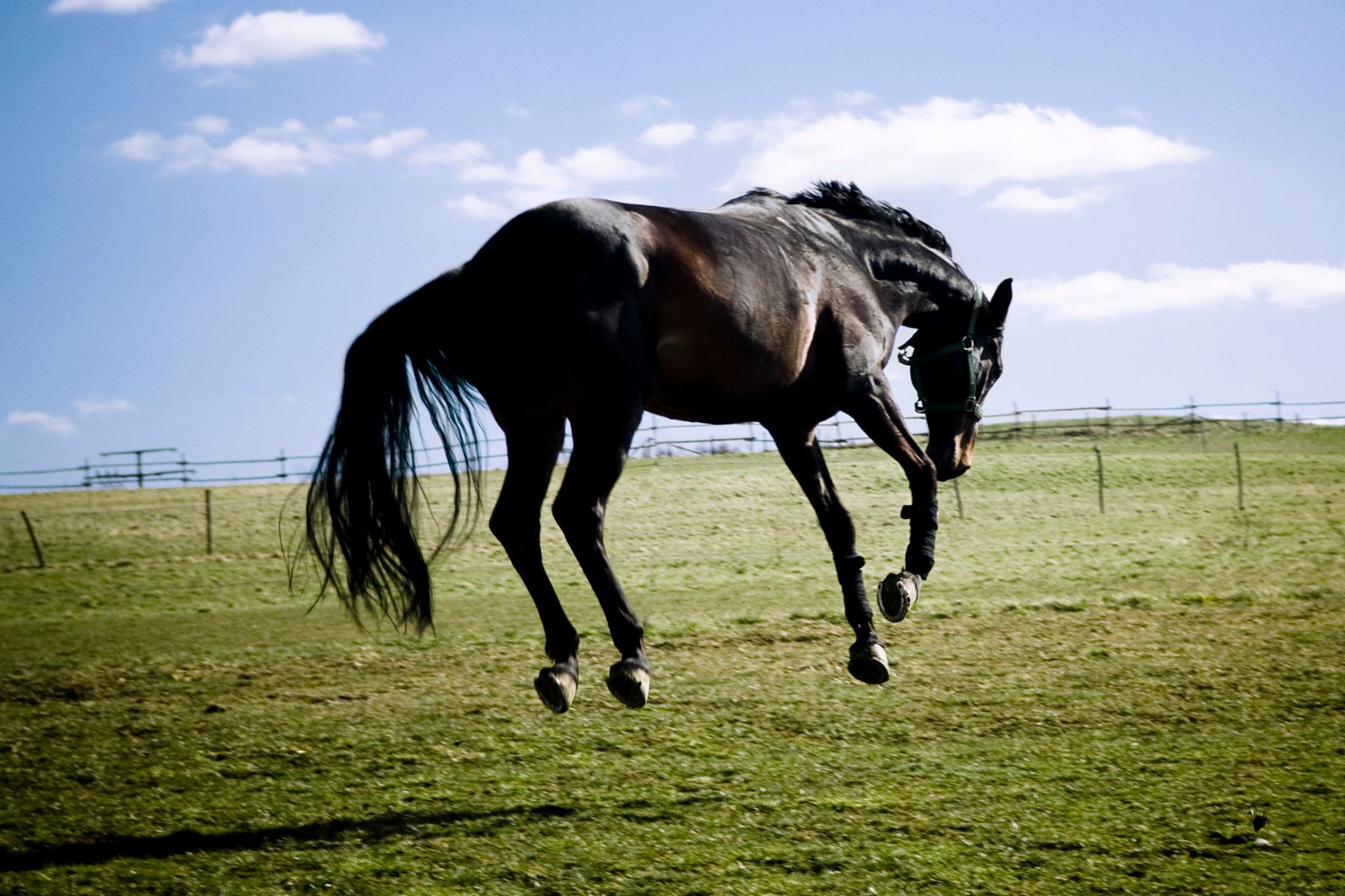 Crow Hopping Horses: How to Fix Frisky Behavior - Horse Rookie