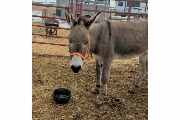 Gimmick or Guarantee? Low Starch Horse Feeds - Horse Rookie Gimmick or Guarantee? Low Starch Horse Feeds - Horse Rookie
