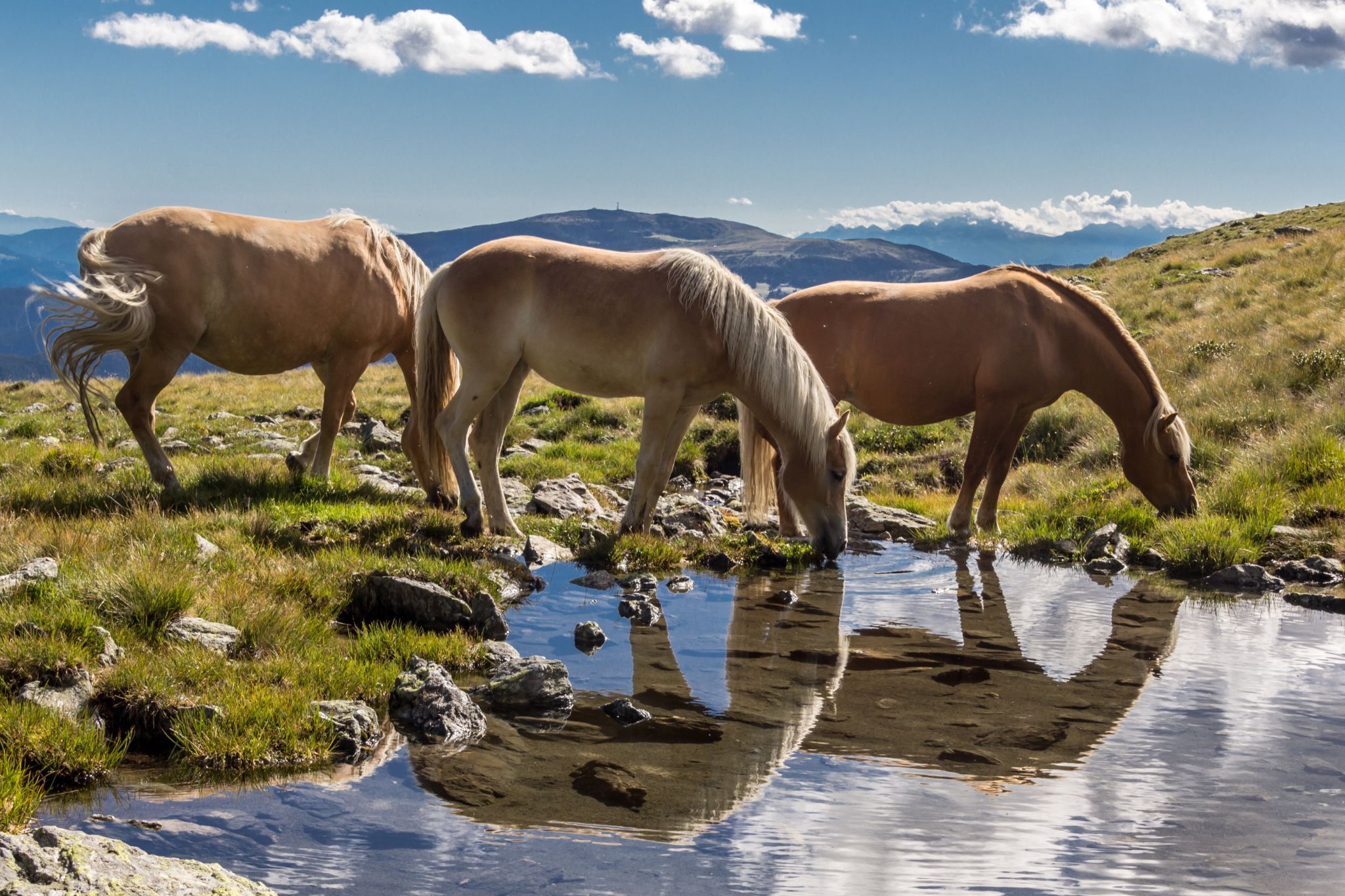 You Can Lead a Horse to Water… (Horse Hydration 101) - Horse Rookie