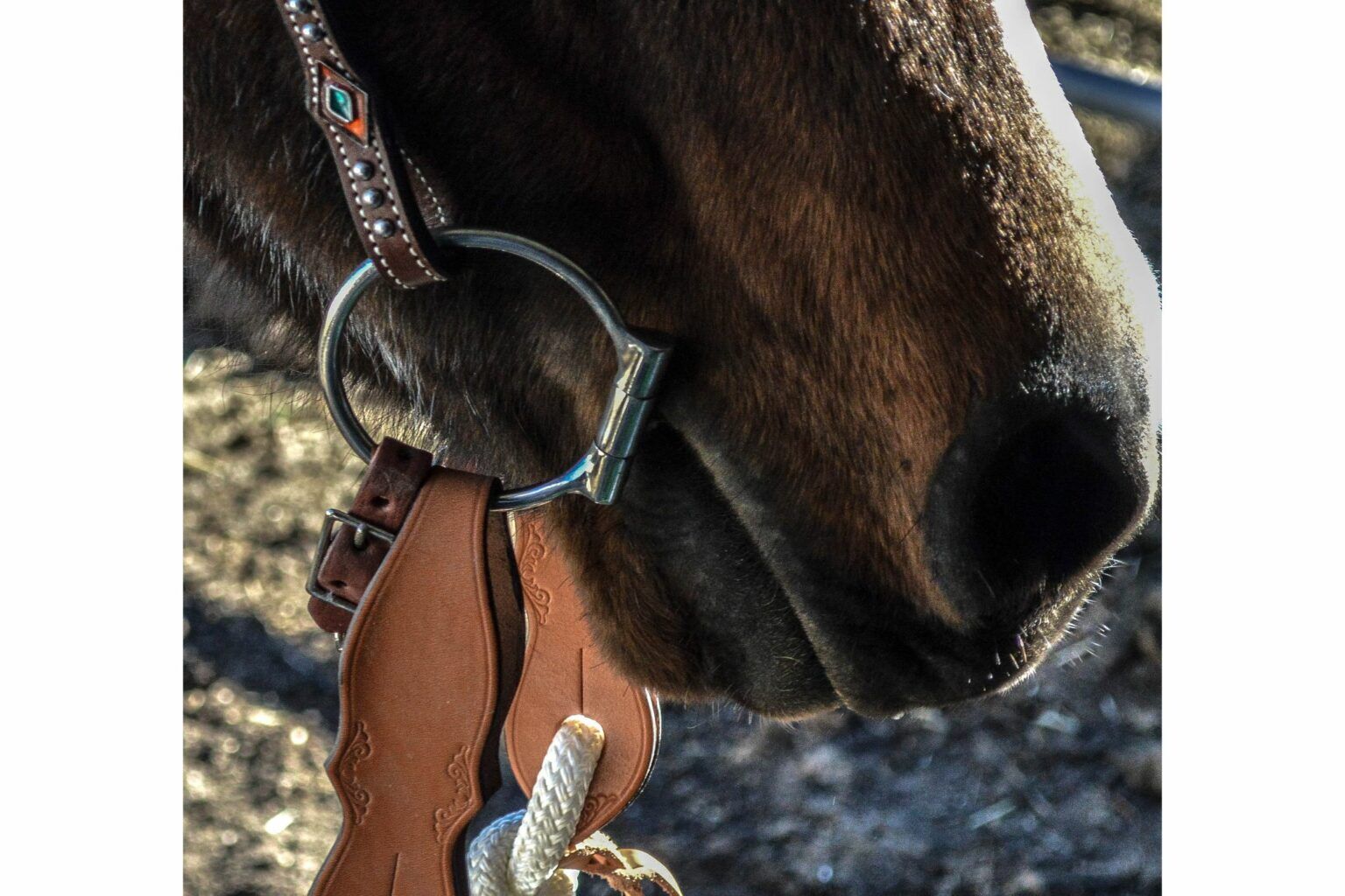 Neck Reining 101: Horse Rookie Training Tips - Horse Rookie