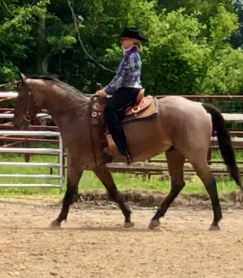 Western Dressage for Horse Rookies: A Beginner's Guide - Horse Rookie