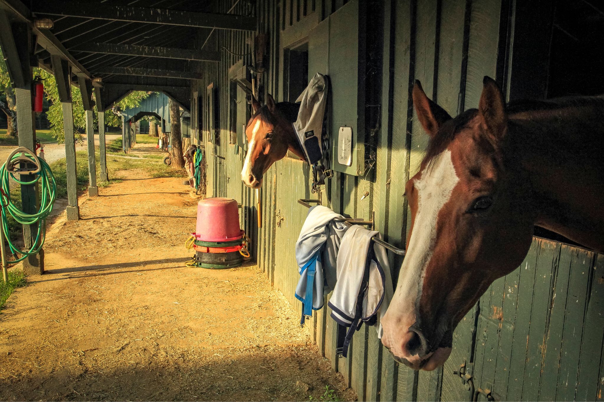 Stable Sense: Horse Barn Terminology for Rookies - Horse Rookie