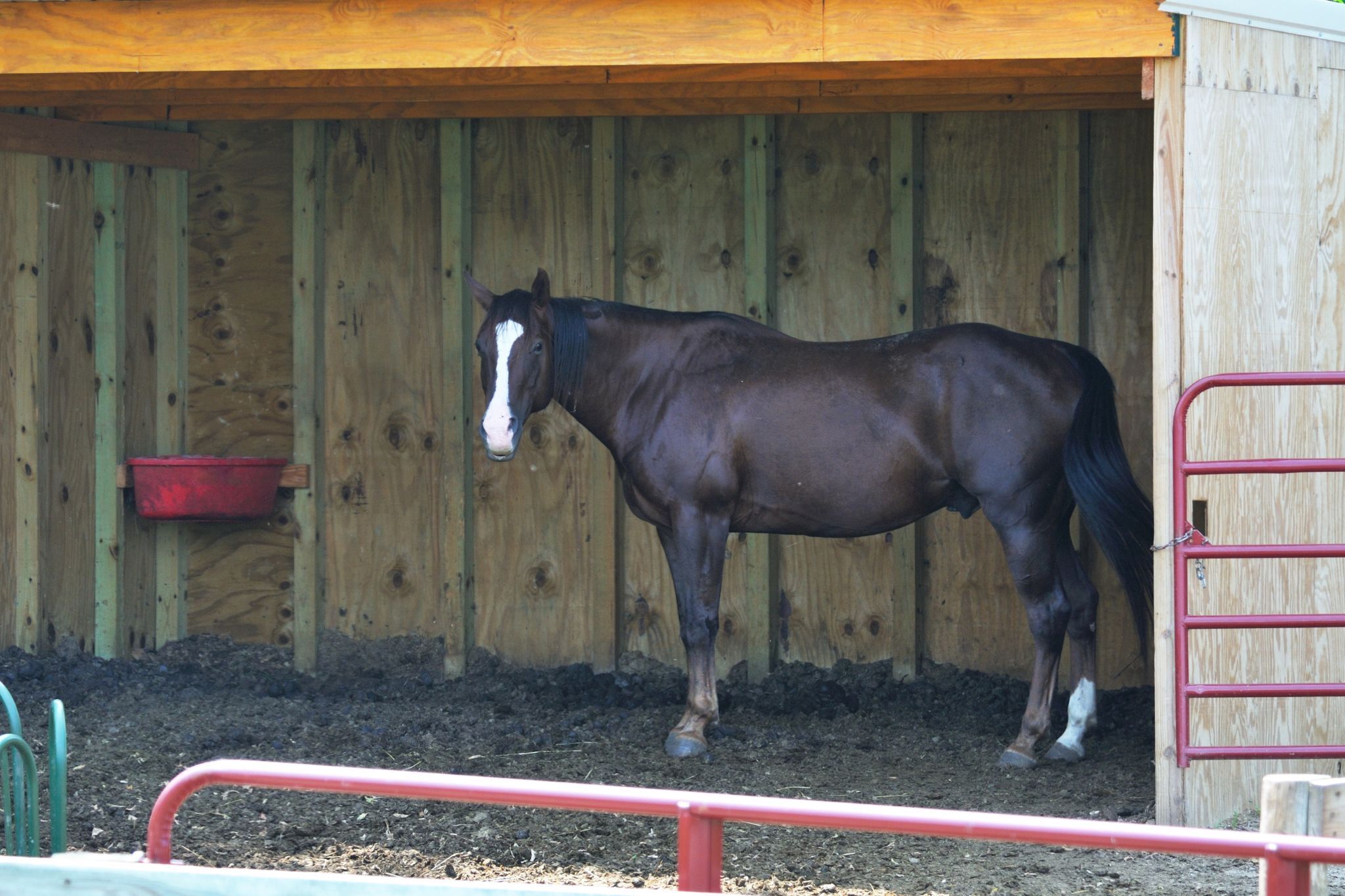 Stable Sense: Horse Barn Terminology for Rookies - Horse Rookie