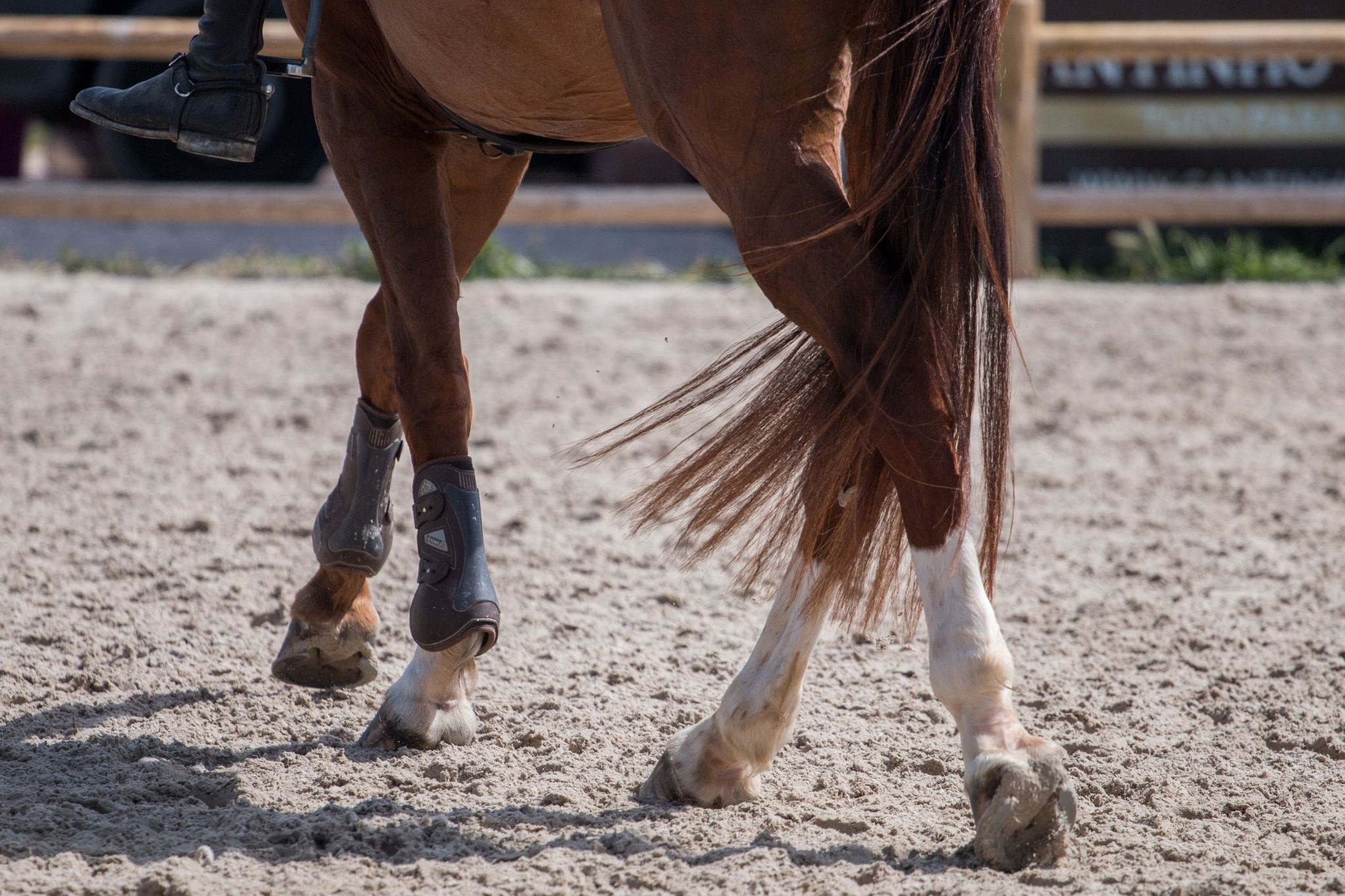 Rest & Recover: What To Expect After Horse Hock Injections - Horse Rookie