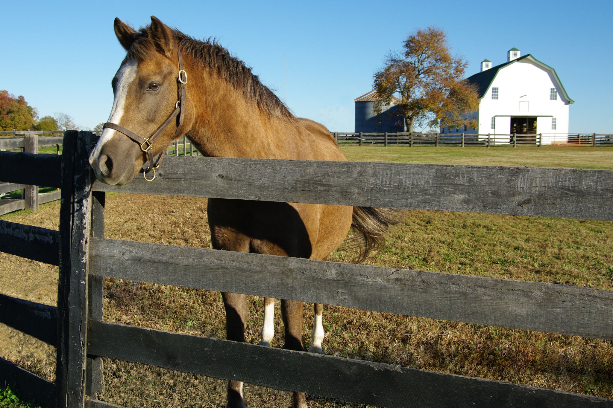 Less is More: How to Keep Horses on Small Acreage - Horse Rookie