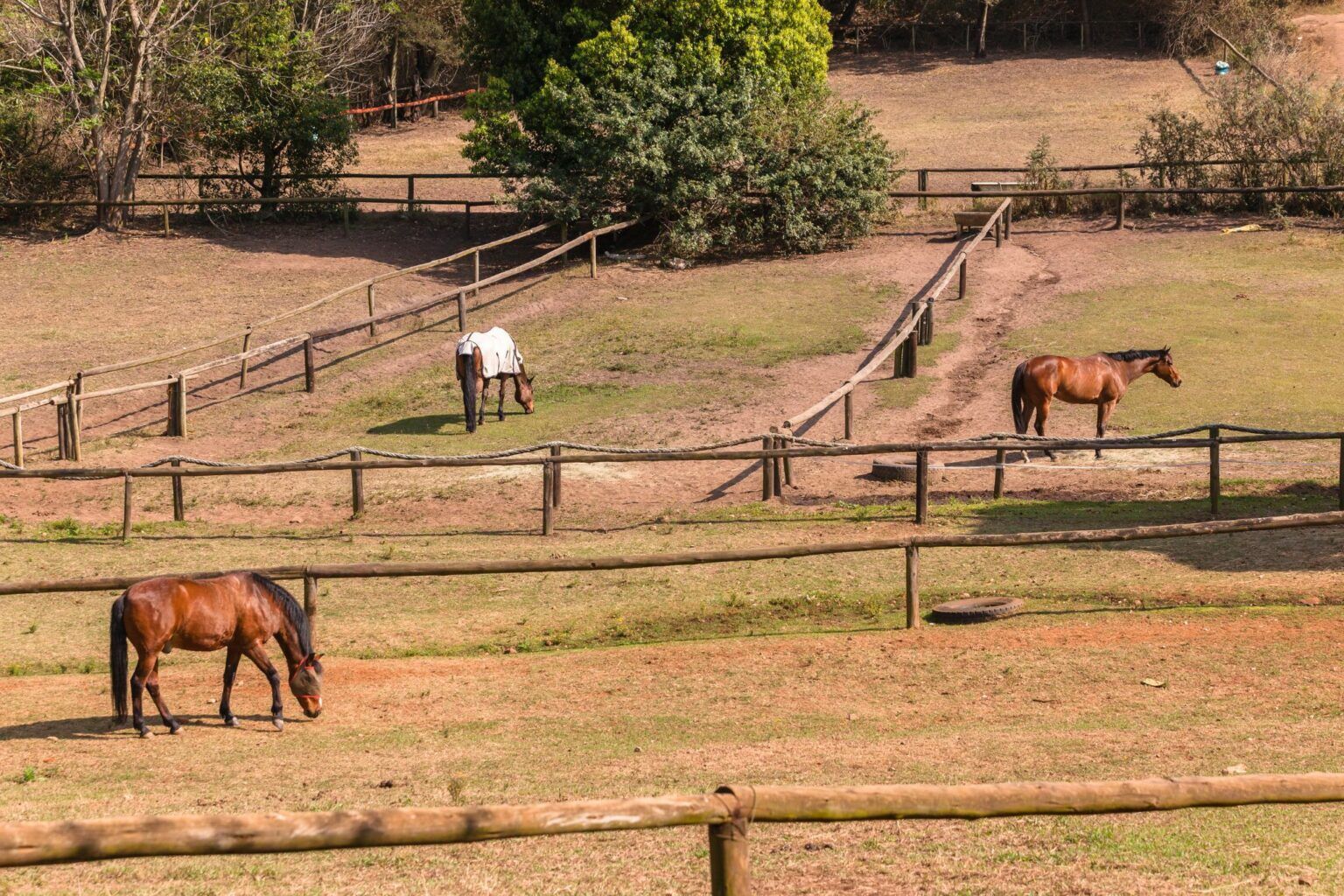 Less is More: How to Keep Horses on Small Acreage - Horse Rookie
