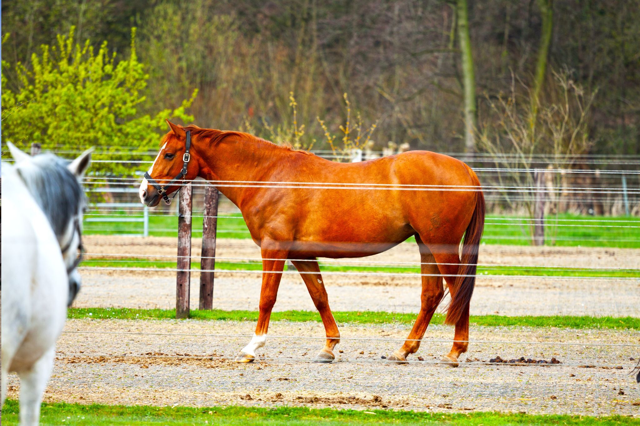Less is More: How to Keep Horses on Small Acreage - Horse Rookie