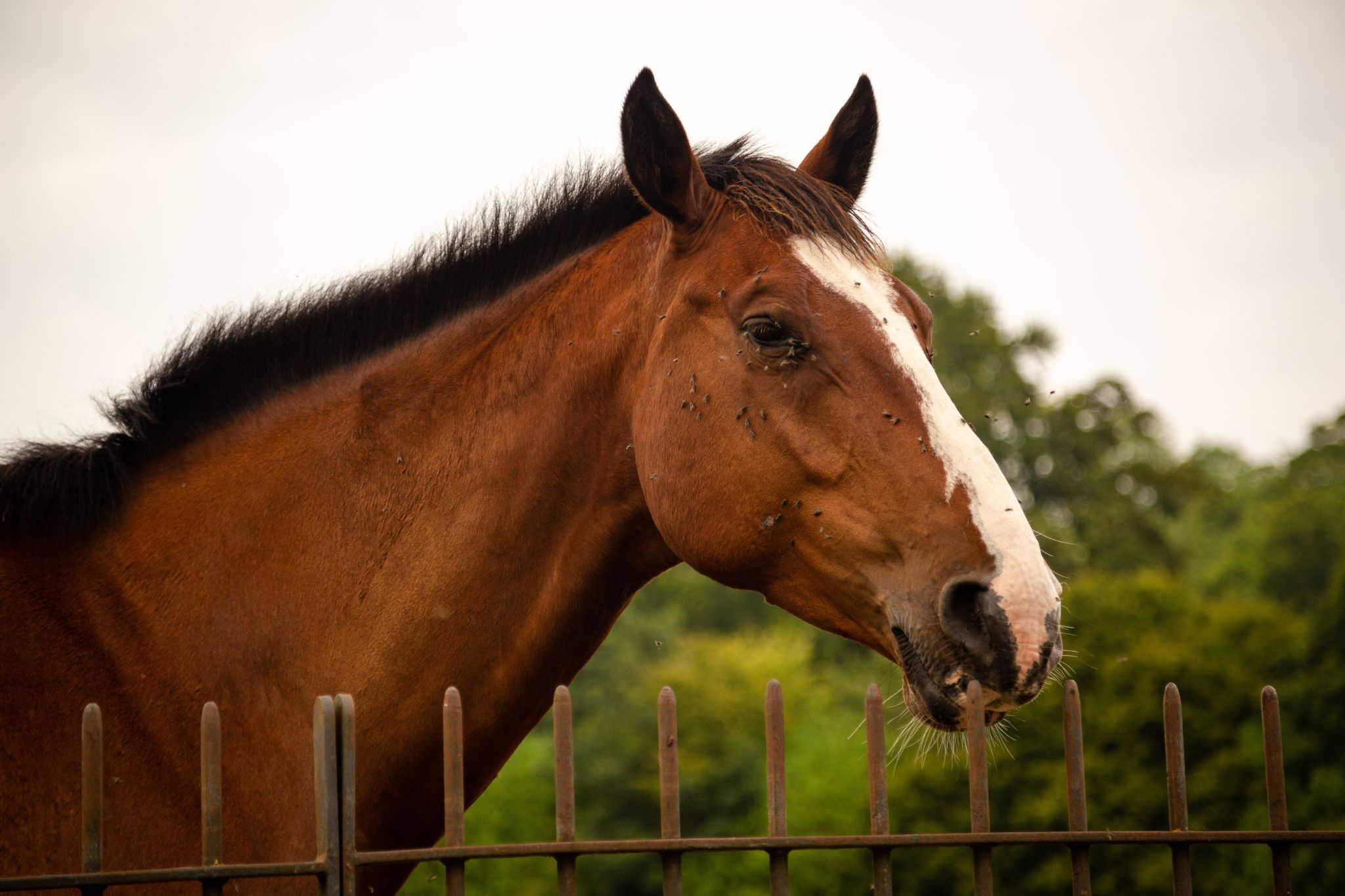 Swat to Trot: What You Need to Know About Horse Flies - Horse Rookie