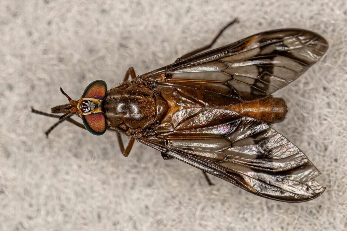 Swat to Trot: What You Need to Know About Horse Flies - Horse Rookie