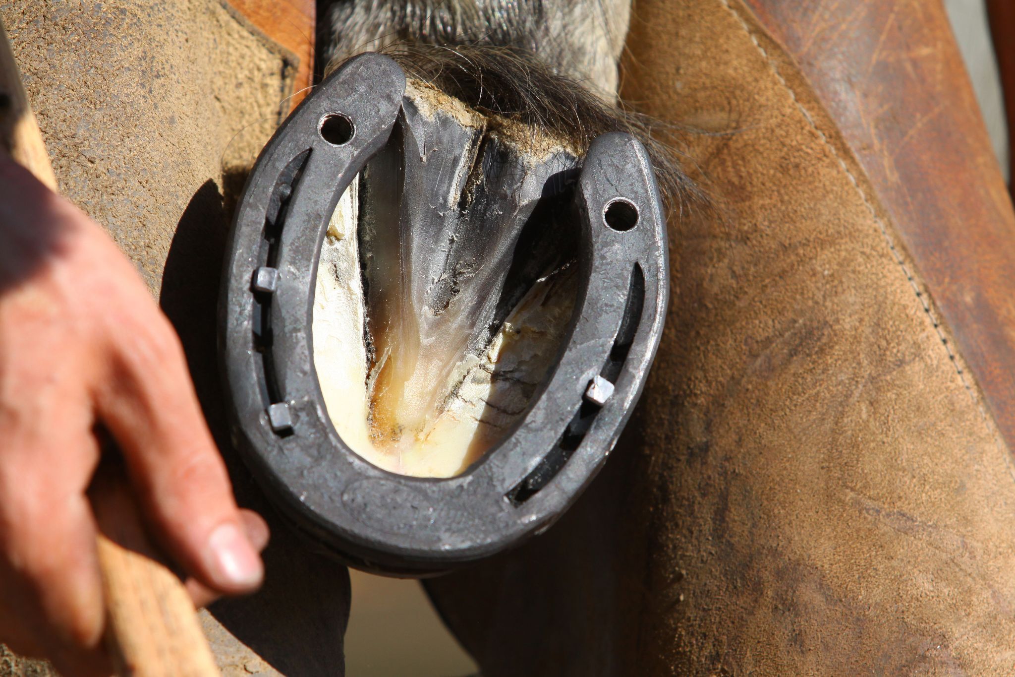 A Handy List of 47 "Must Know" Horse Health Terms - Horse Rookie