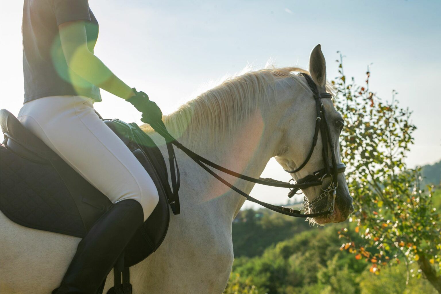 GPS for Rookies: Tracking Miles on Horseback - Horse Rookie