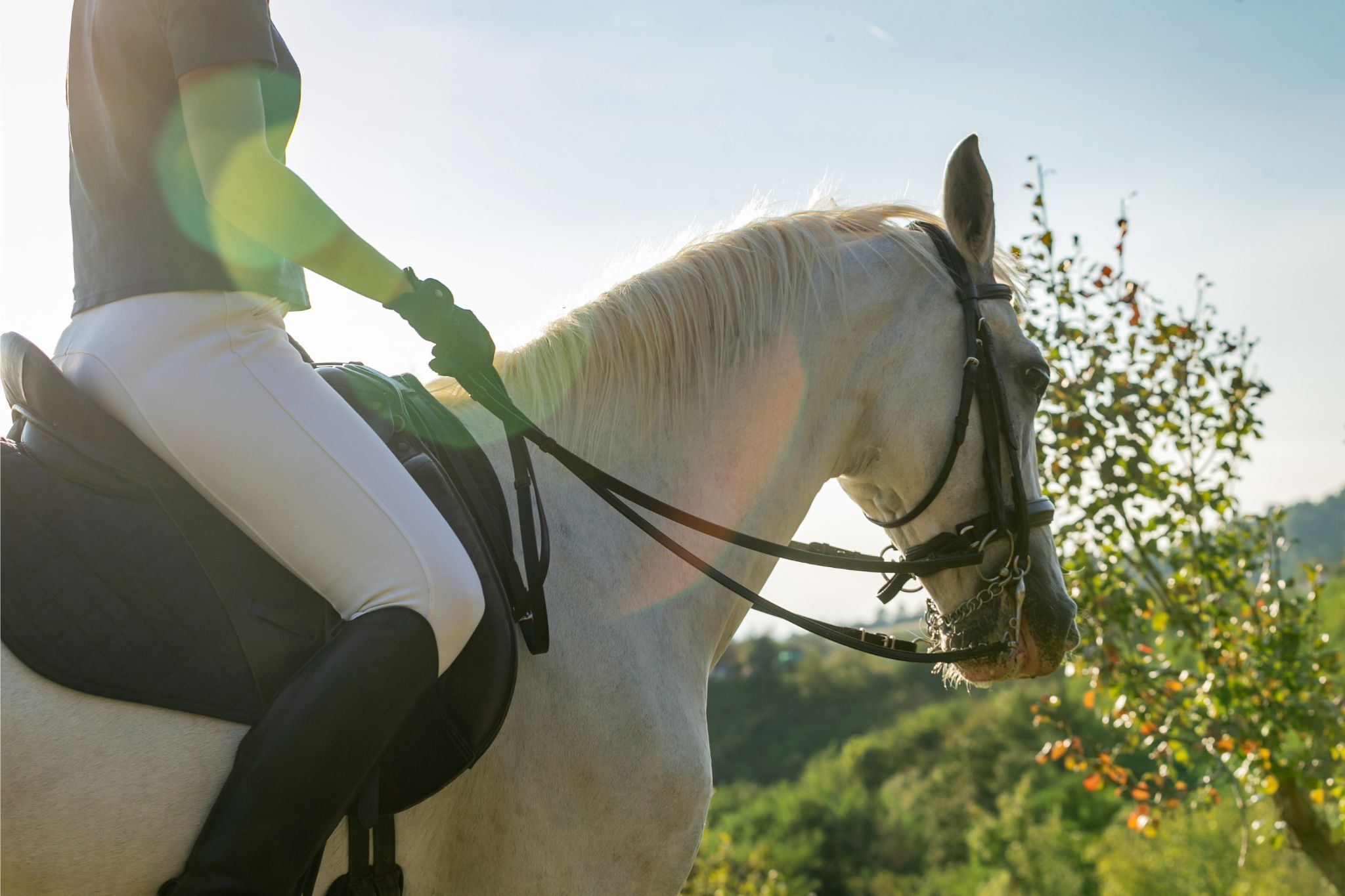 GPS for Rookies: Tracking Miles on Horseback - Horse Rookie