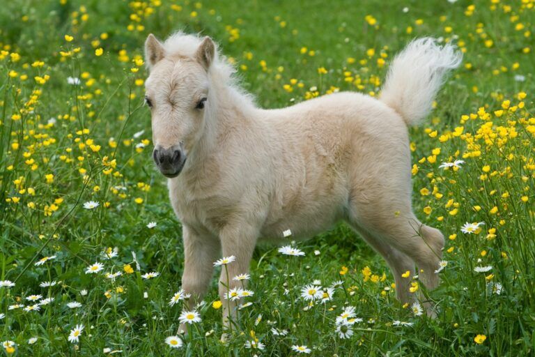 All About Baby Horses (Gestation, Terms, Fun Facts) - Horse Rookie