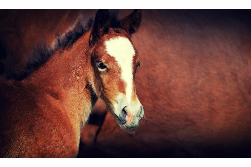 All About Baby Horses (Gestation, Terms, Fun Facts) - Horse Rookie