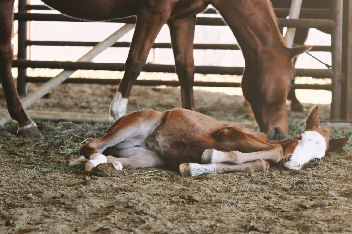 All About Baby Horses (Gestation, Terms, Fun Facts) - Horse Rookie