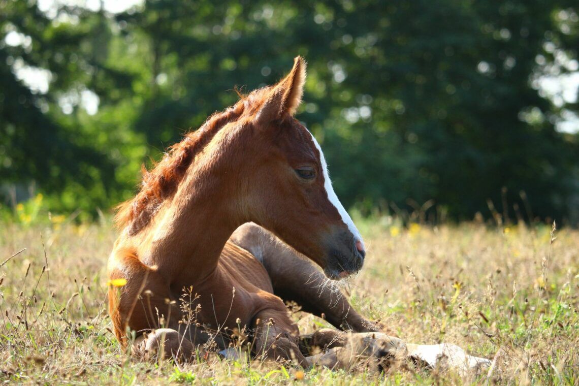 All About Baby Horses (Gestation, Terms, Fun Facts) - Horse Rookie