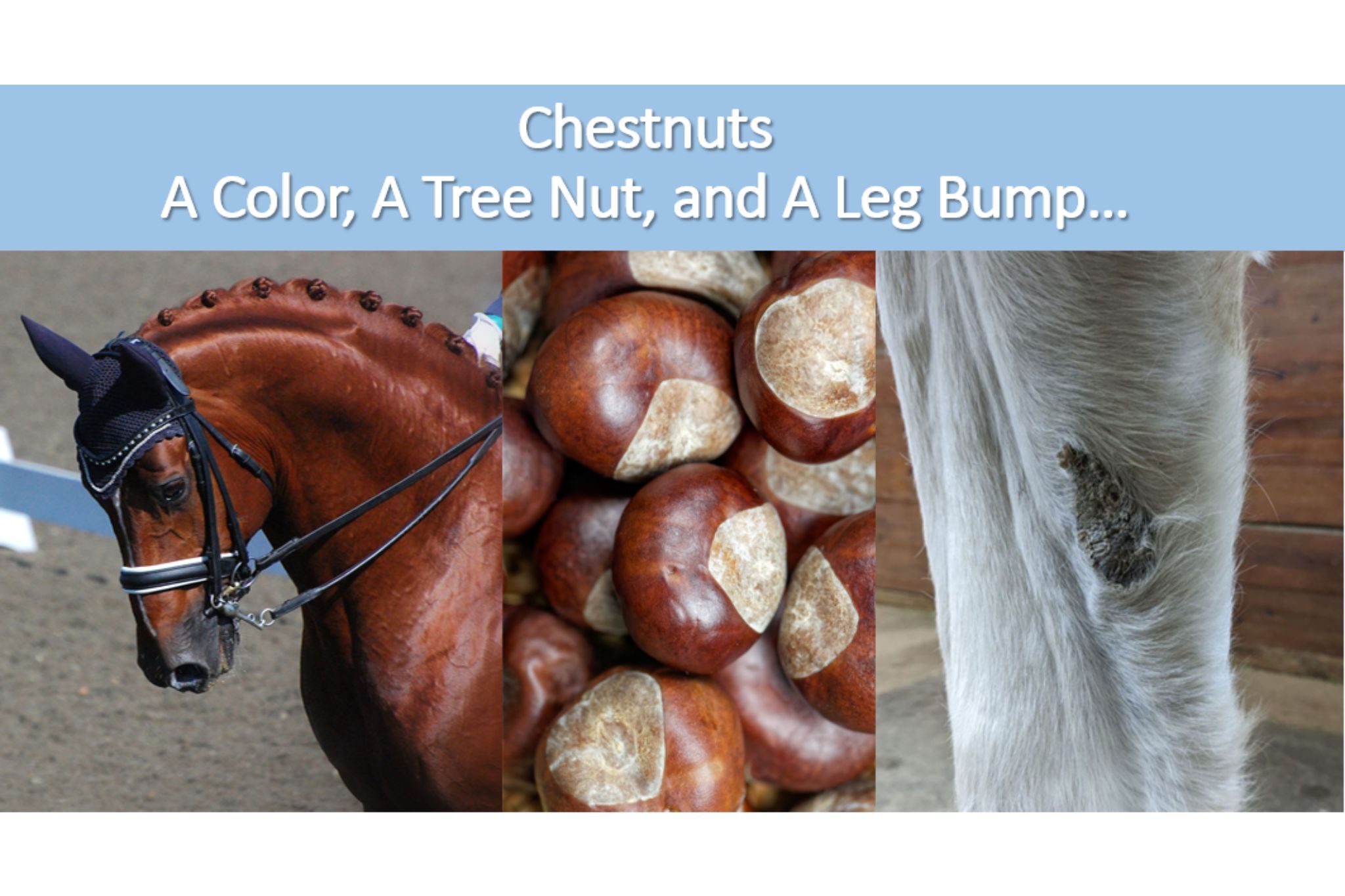 Lumps & Baffling Bumps: What's a Horse Chestnut? - Horse Rookie