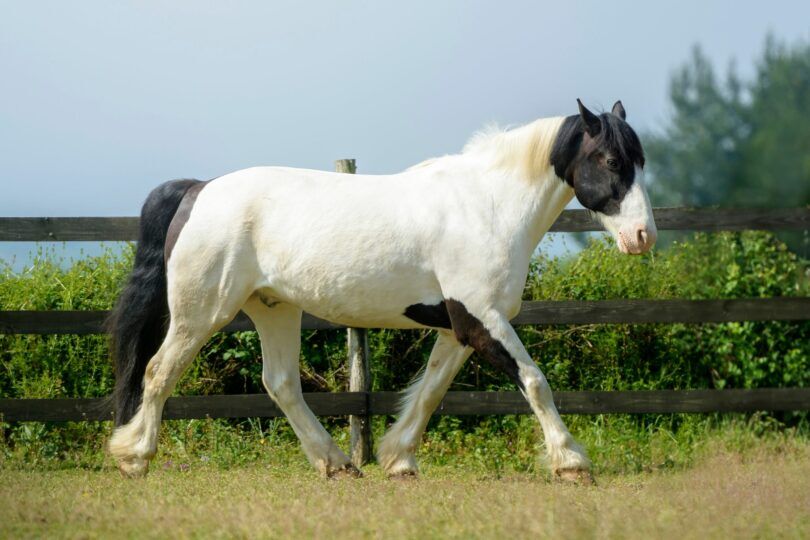 Breed Profile: The Colorful World of the Paint Horse - Horse Rookie
