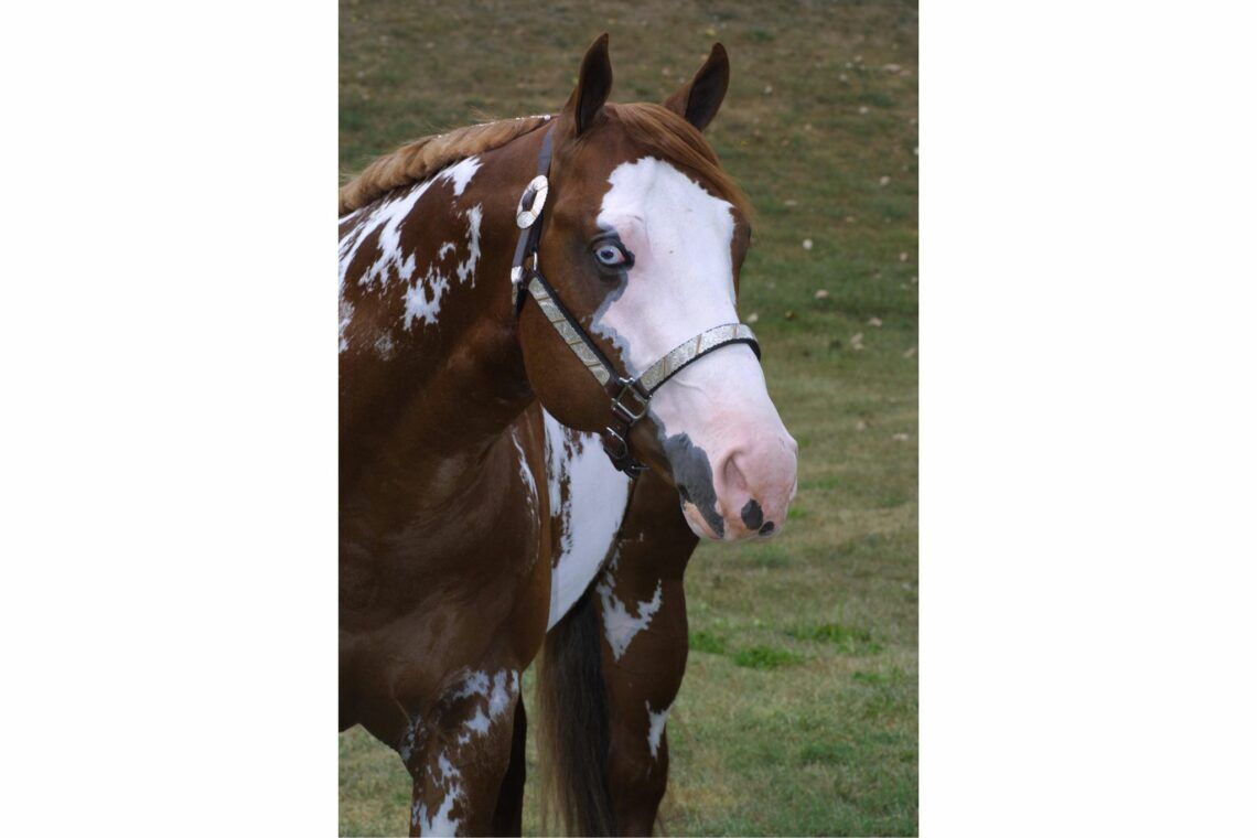 Breed Profile: The Colorful World of the Paint Horse - Horse Rookie