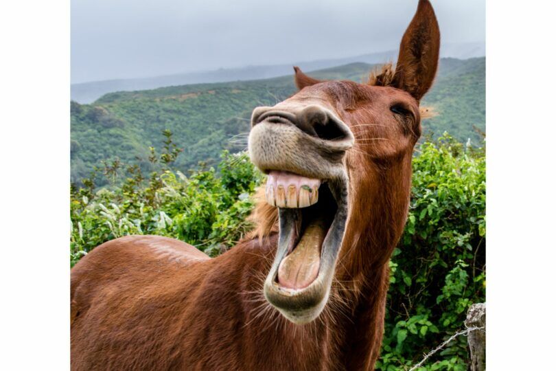 The Mighty Mule: Strong, Surefooted and SO Clever - Horse Rookie