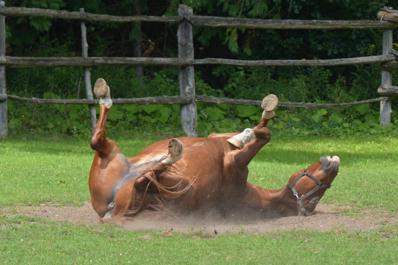 Speaking Horse: Translating Equine Vocalizations - Horse Rookie