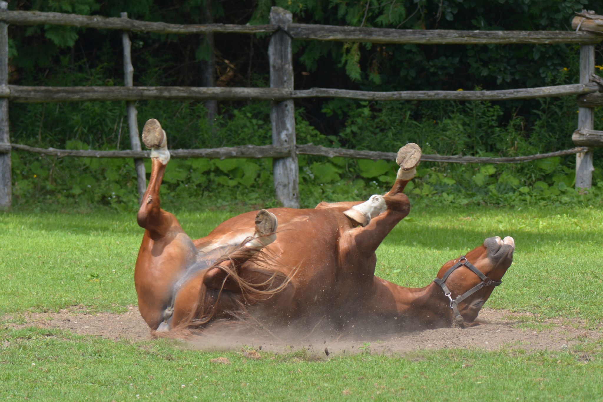 Speaking Horse: Translating Equine Vocalizations - Horse Rookie