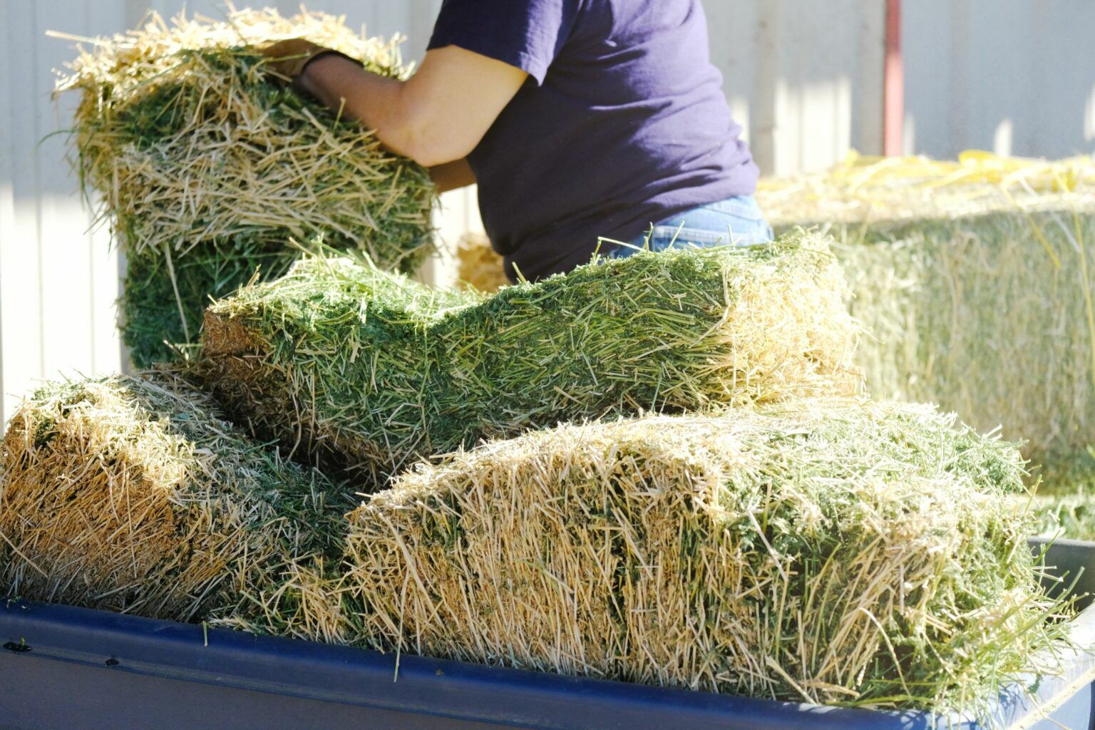 Hay Bale Facts and Figures (Sizes, Types, Costs) - Horse Rookie