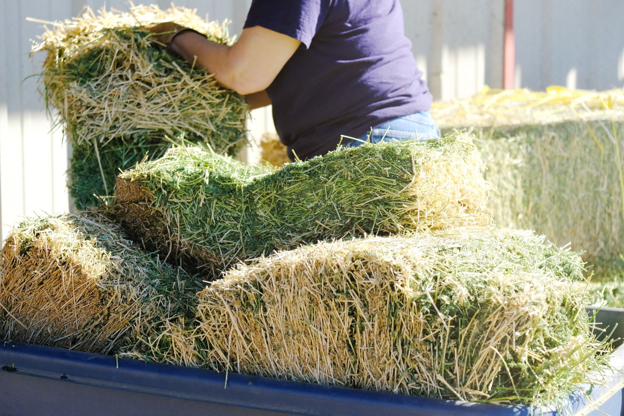Hay Bale Facts and Figures (Sizes, Types, Costs) - Horse Rookie