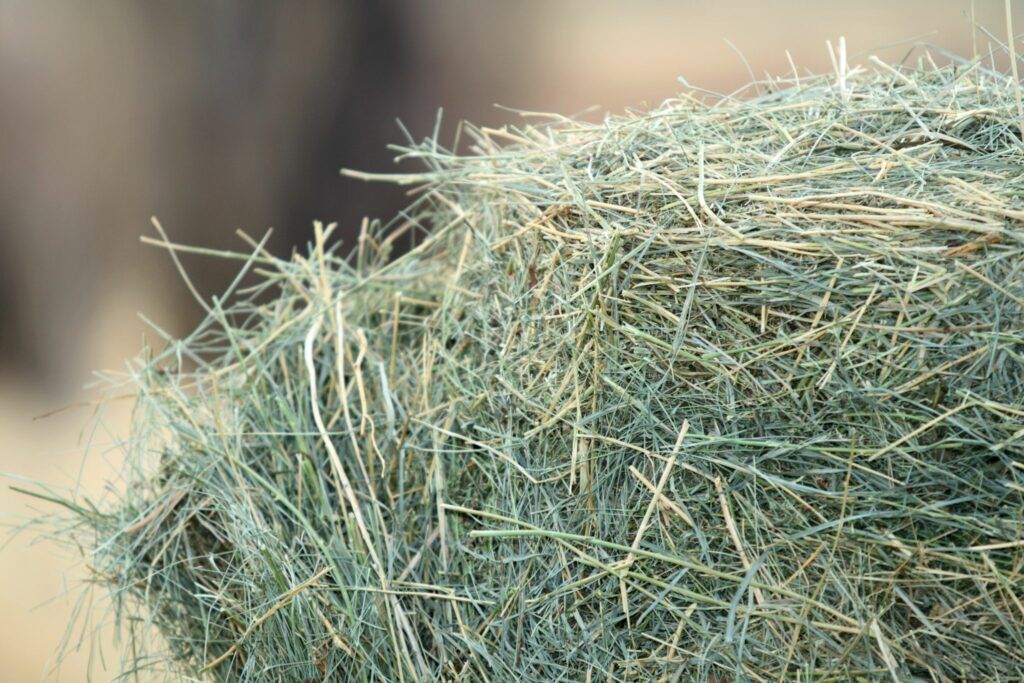 Hay Bale Facts and Figures (Sizes, Types, Costs) - Horse Rookie