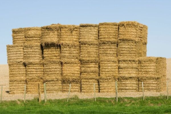 Hay Bale Facts and Figures (Sizes, Types, Costs) - Horse Rookie