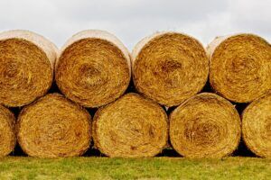 Hay Bale Facts and Figures (Sizes, Types, Costs) - Horse Rookie