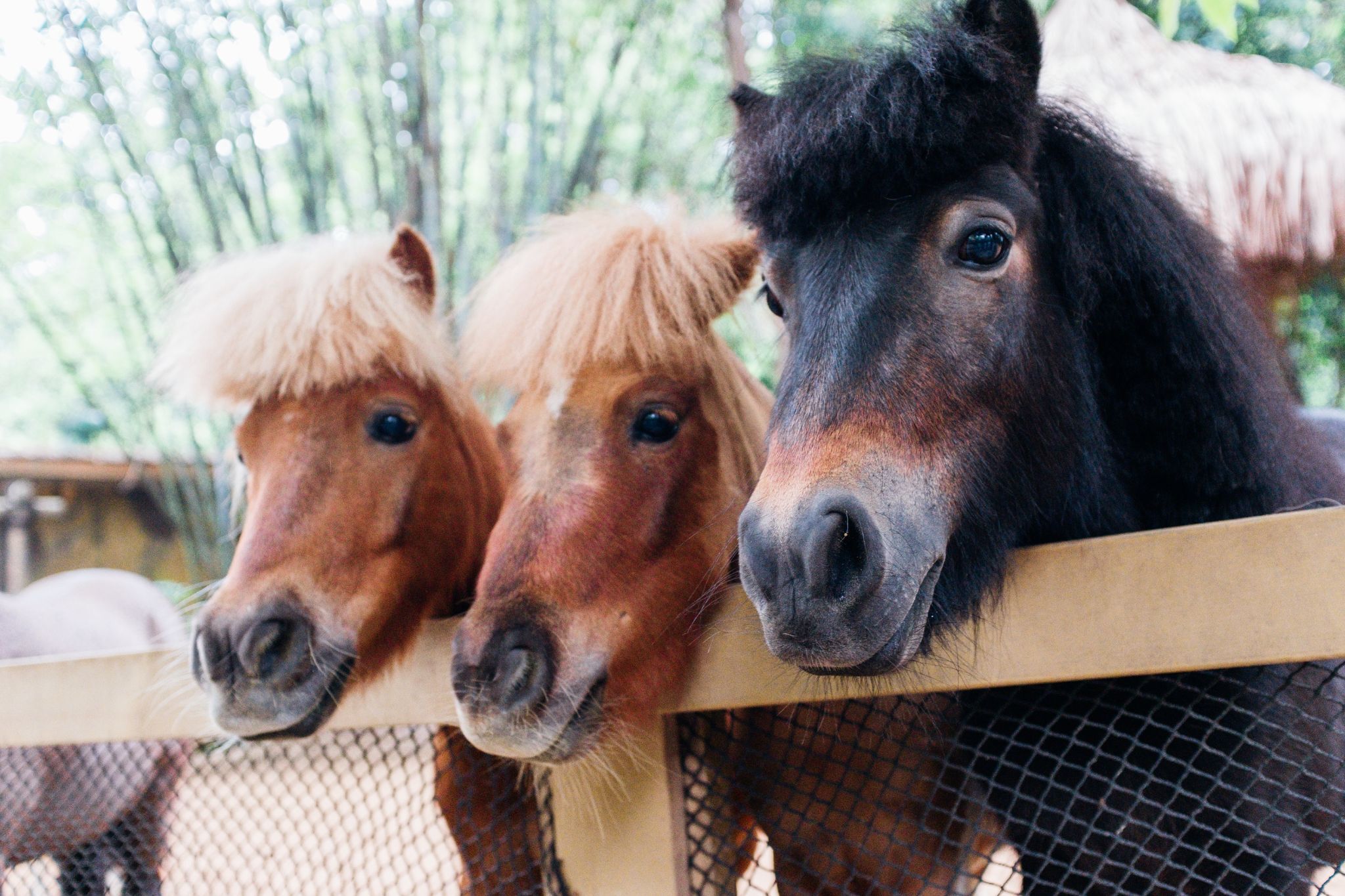 The Peculiar, Precious, and Petite World of Ponies - Horse Rookie