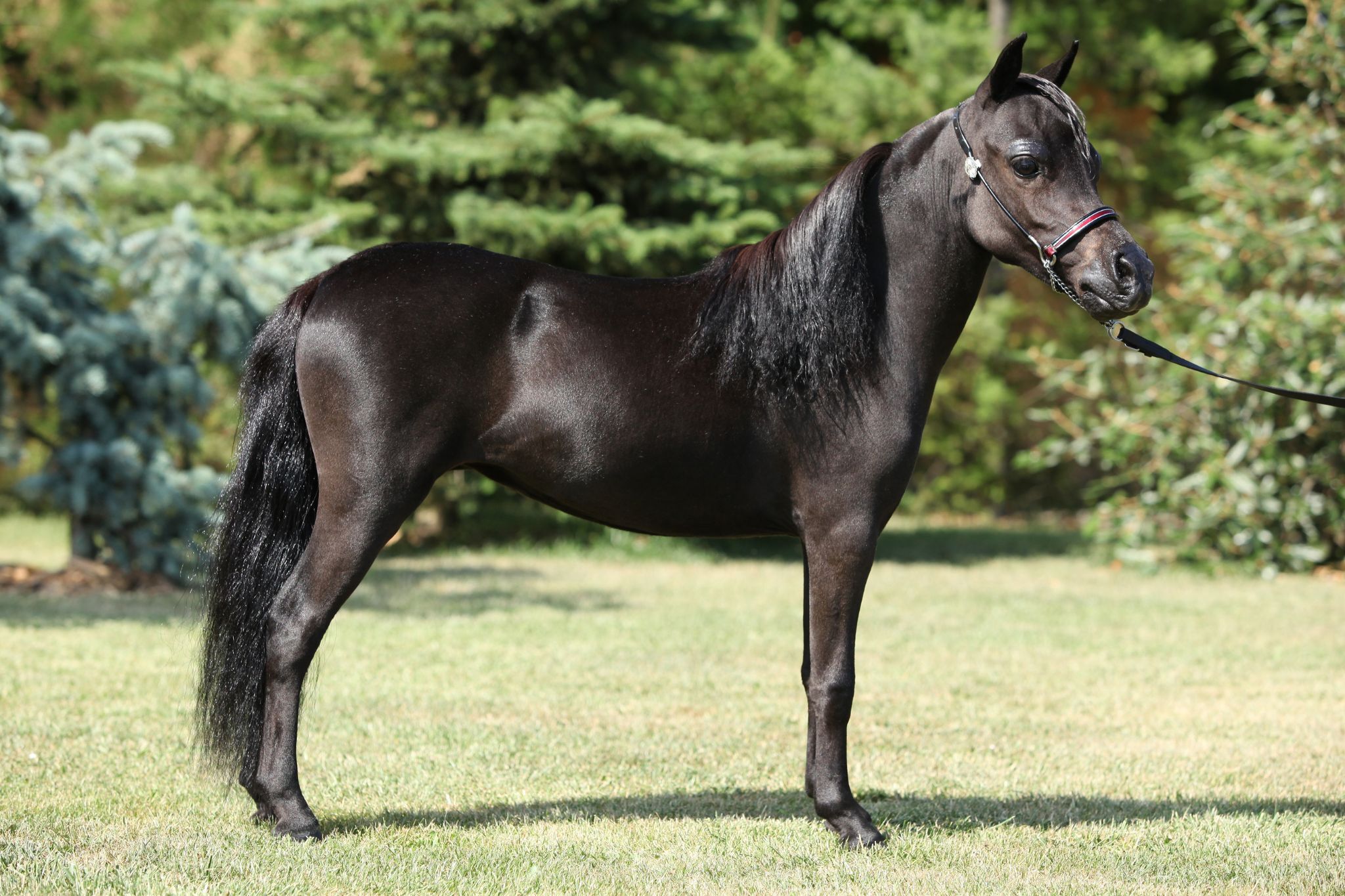 The Peculiar, Precious, and Petite World of Ponies - Horse Rookie