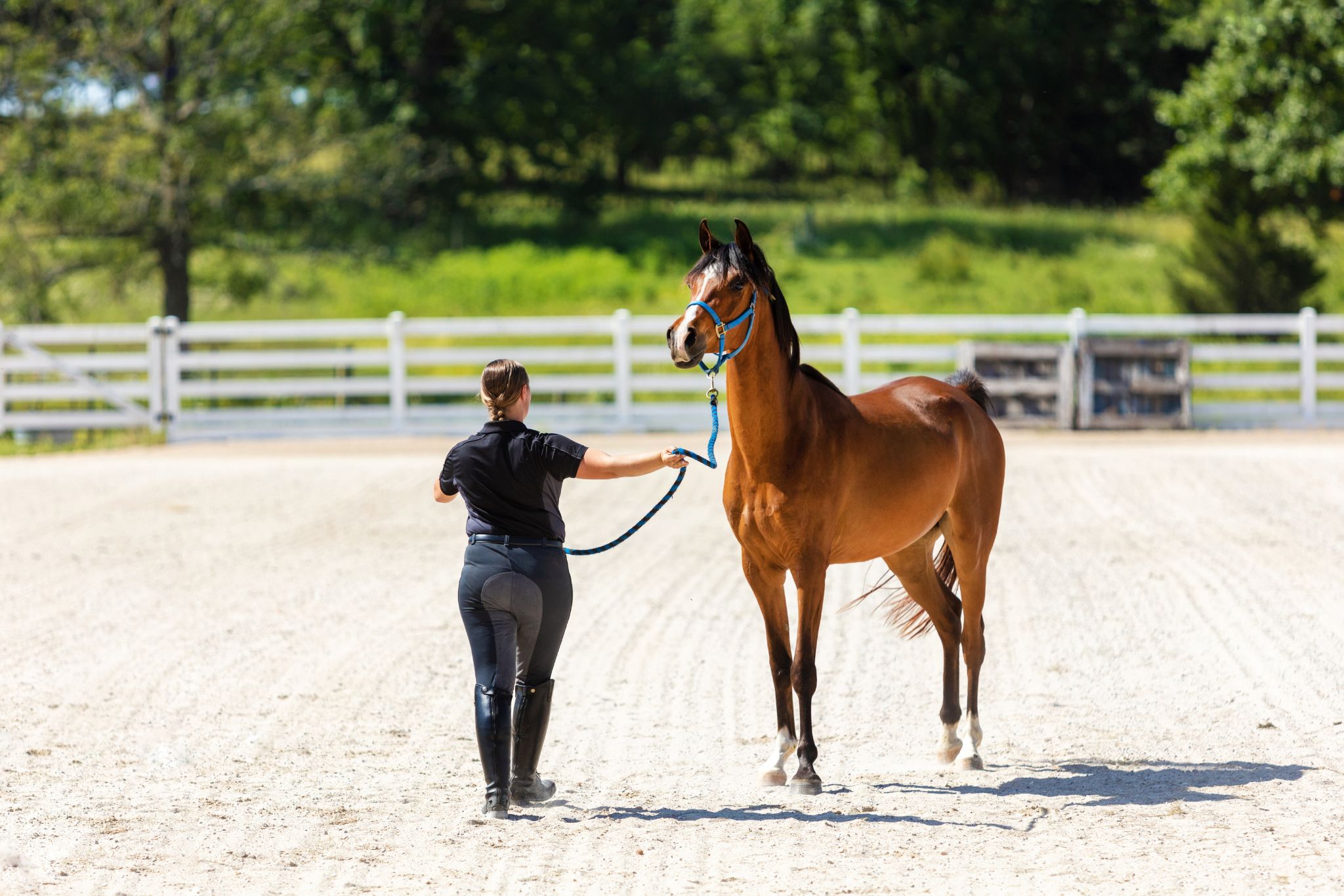How to Train a Horse (Helpful Techniques & Timing) - Horse Rookie