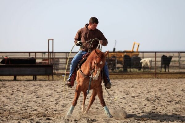 How to Train a Horse (Helpful Techniques & Timing) - Horse Rookie