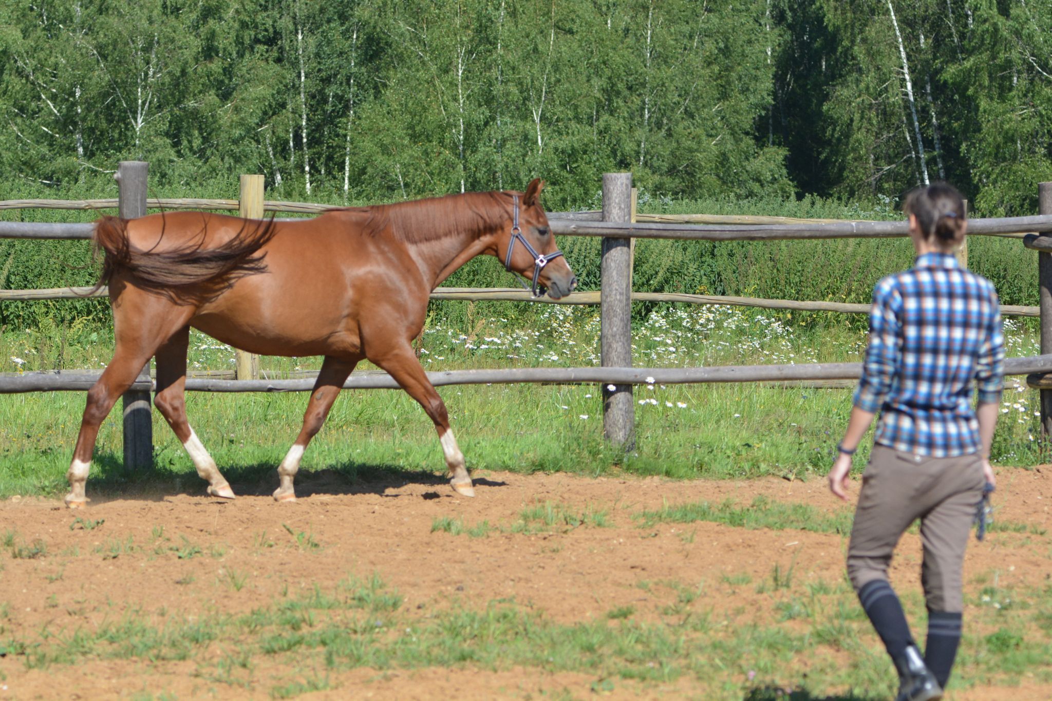 How to Train a Horse (Helpful Techniques & Timing) - Horse Rookie