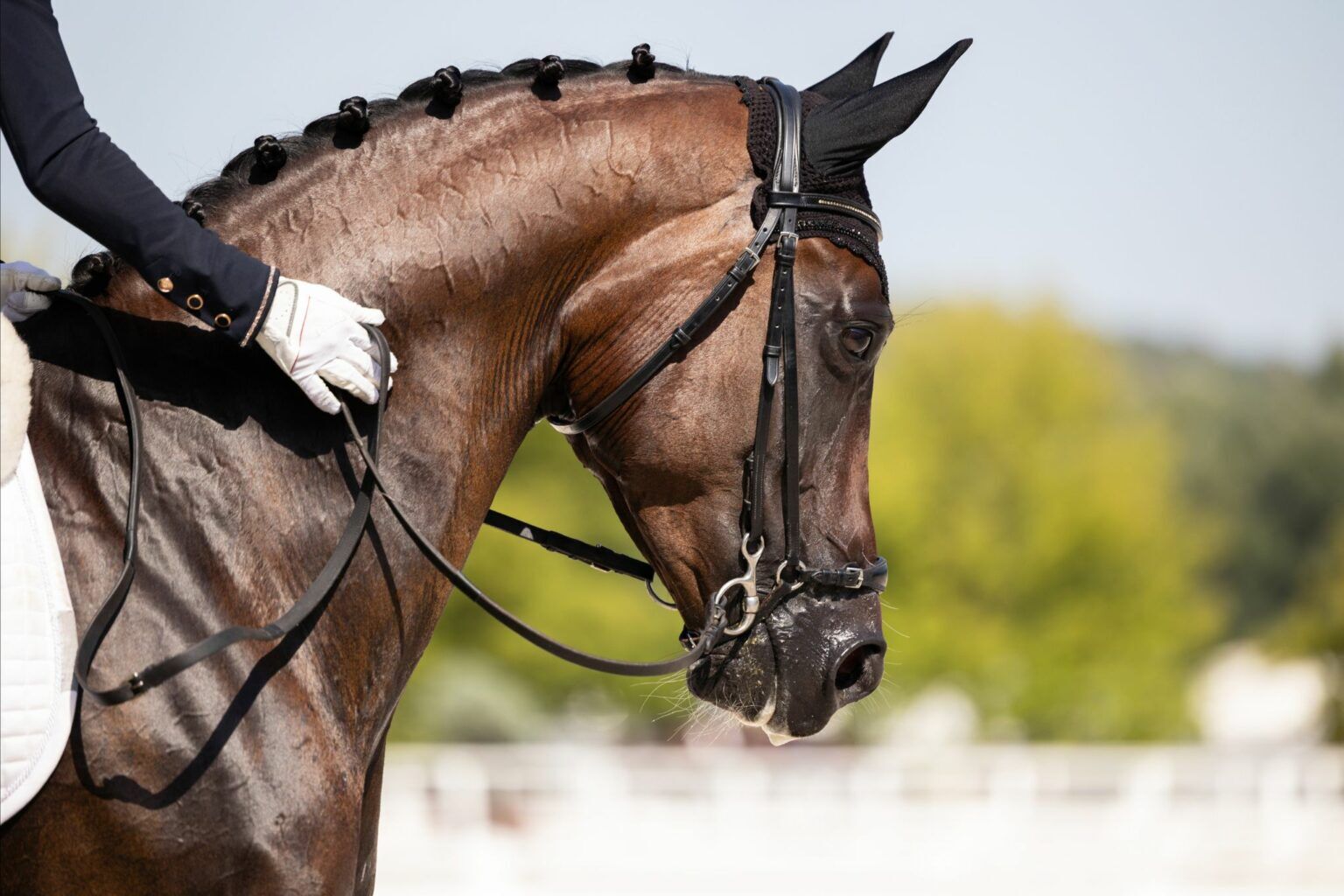 Equine Einstein: Understanding Horse Intelligence - Horse Rookie