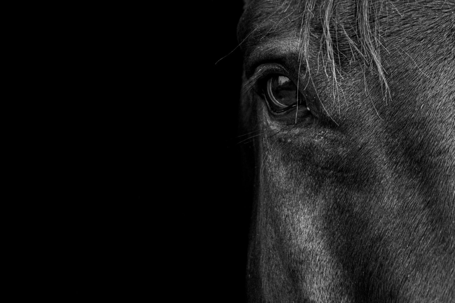 Equine Einstein: Understanding Horse Intelligence - Horse Rookie