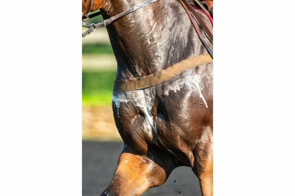 The Fascinating Science Behind Horse Sweat - Horse Rookie