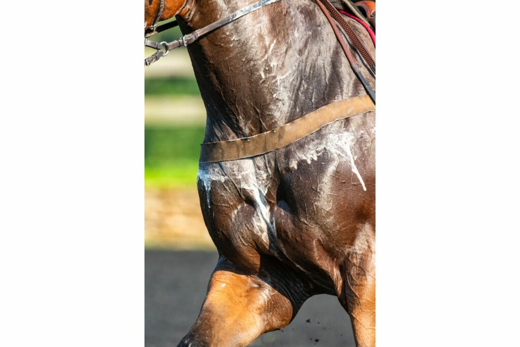 The Fascinating Science Behind Horse Sweat - Horse Rookie
