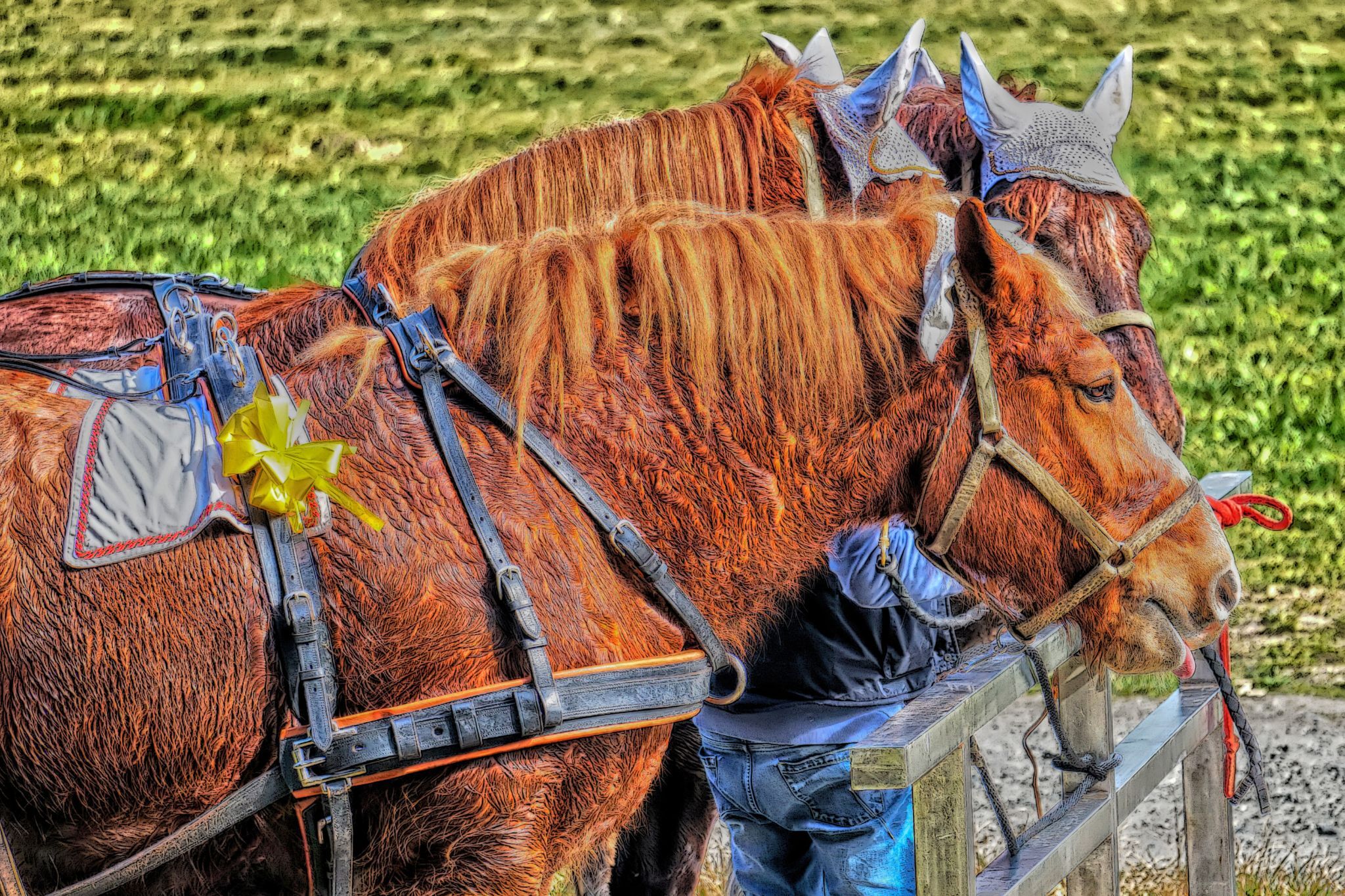 The Fascinating Science Behind Horse Sweat - Horse Rookie