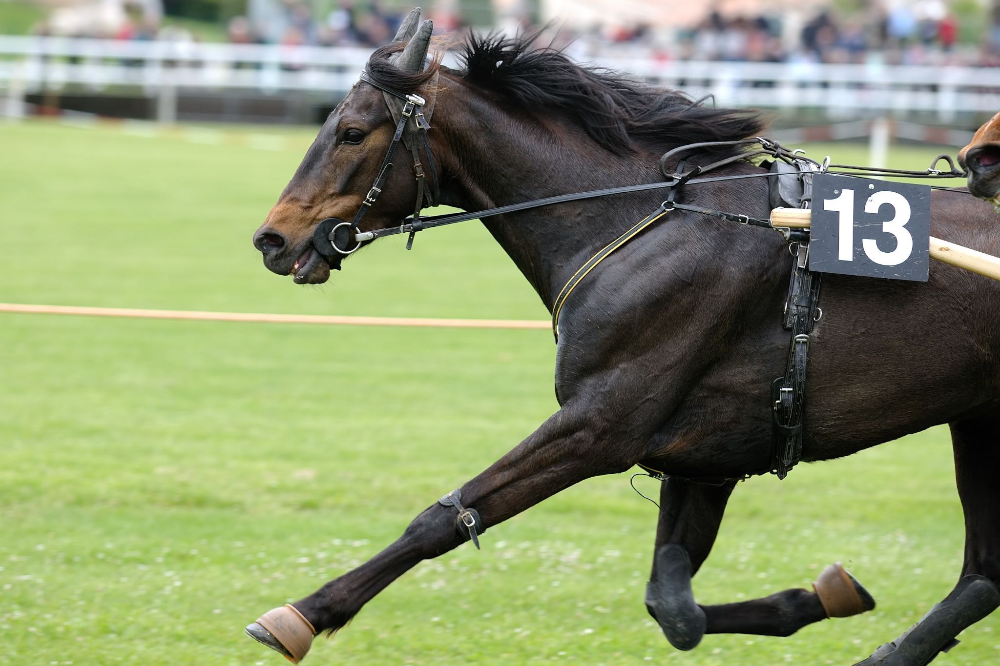 The Fascinating Science Behind Horse Sweat - Horse Rookie