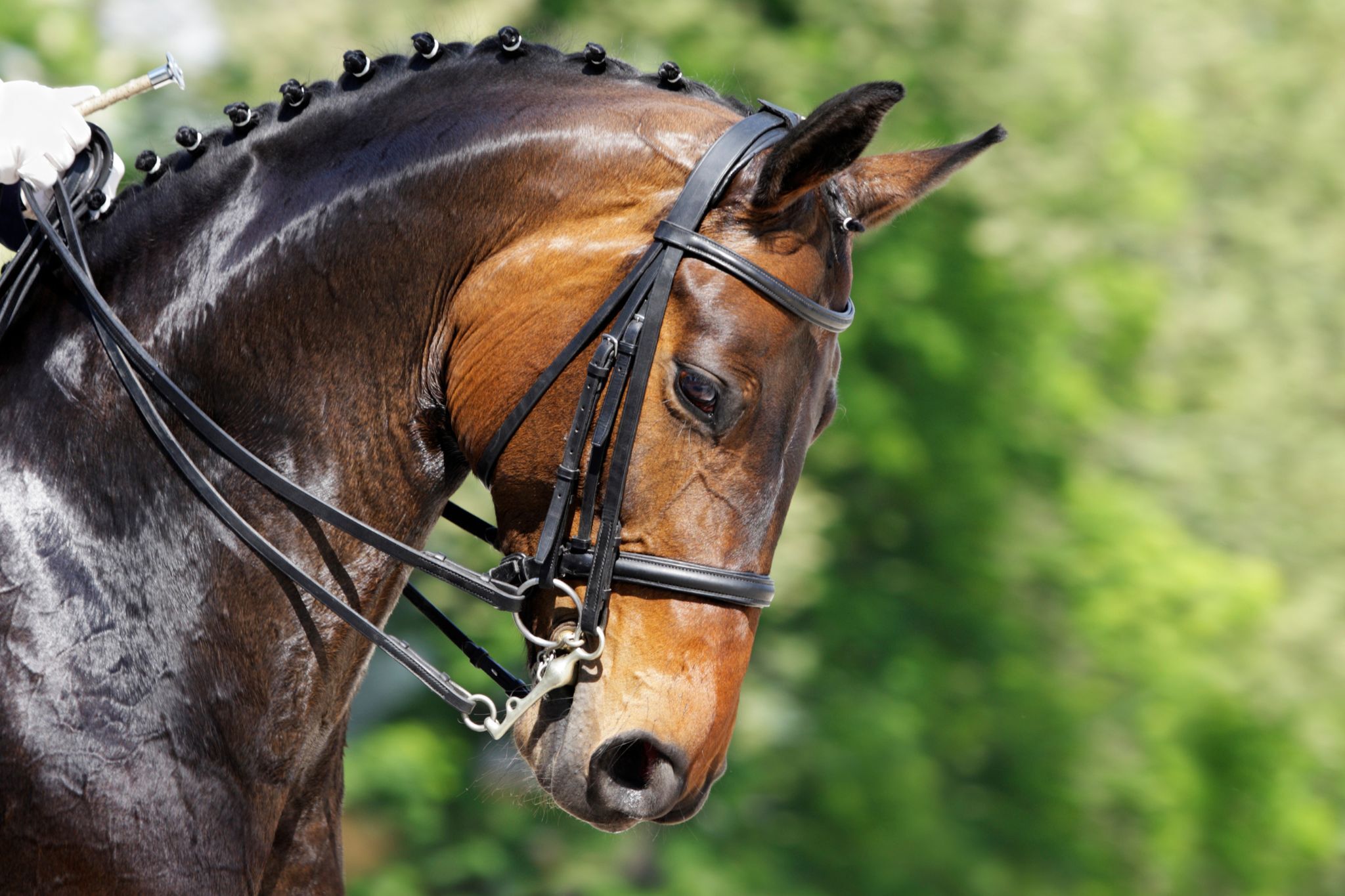 The Fascinating Science Behind Horse Sweat - Horse Rookie
