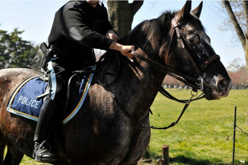 Behind the Shield: The Police Horse Past & Present - Horse Rookie