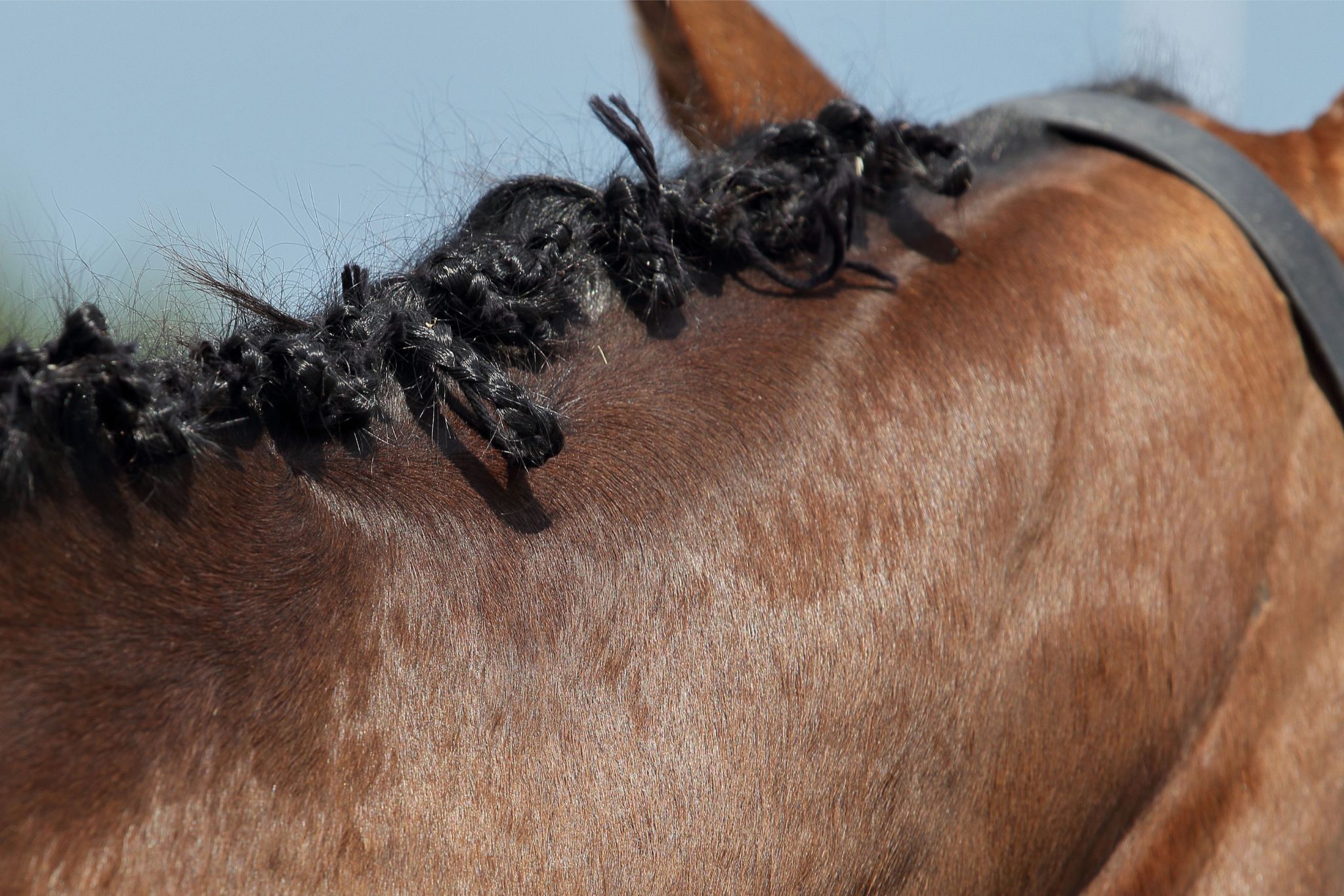 Horse Mane Braiding Demystified (Tools, Types, FAQs) - Horse Rookie