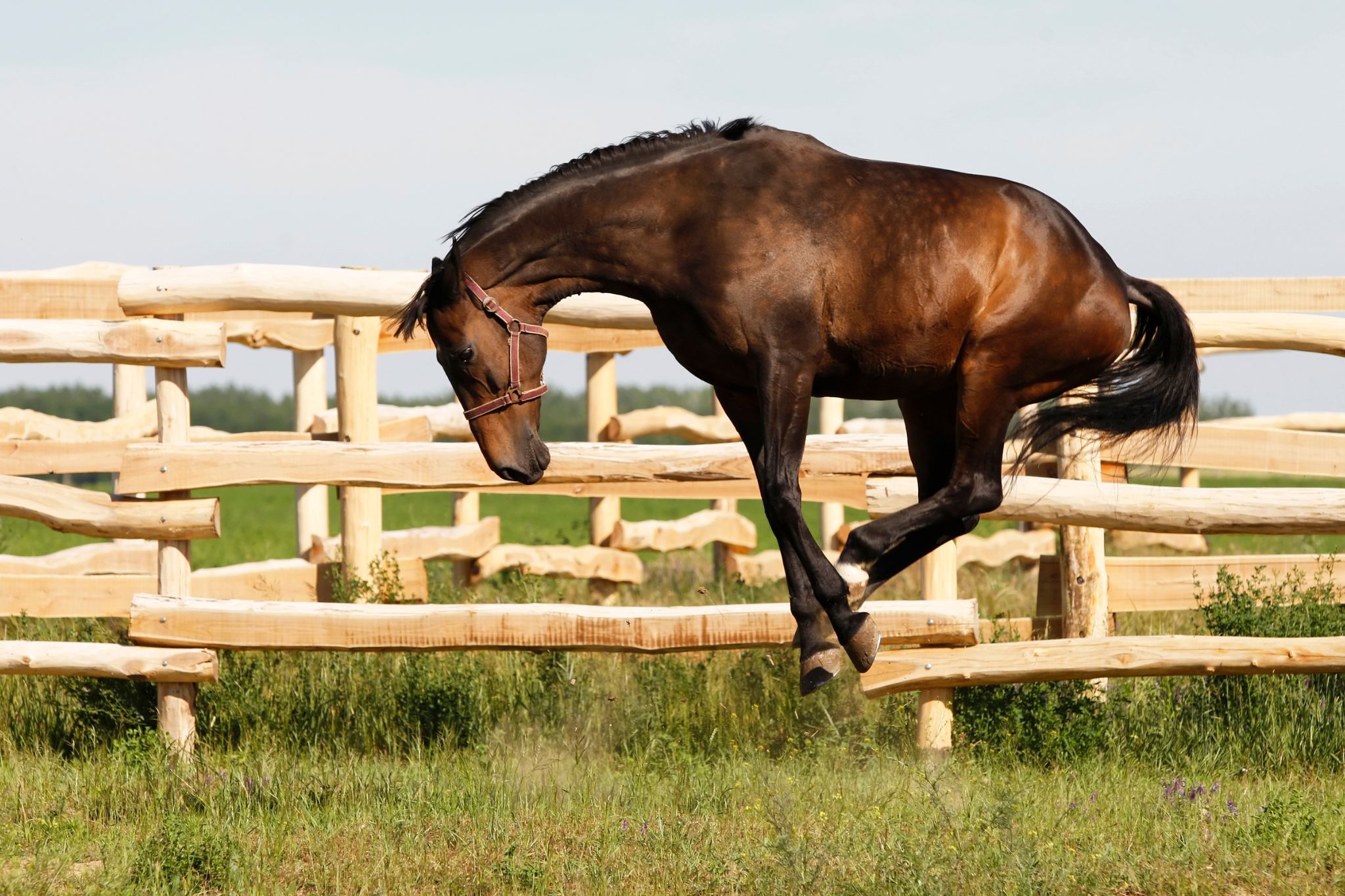 Healthy Boundaries: How Tall Should Horse Fencing Be? - Horse Rookie