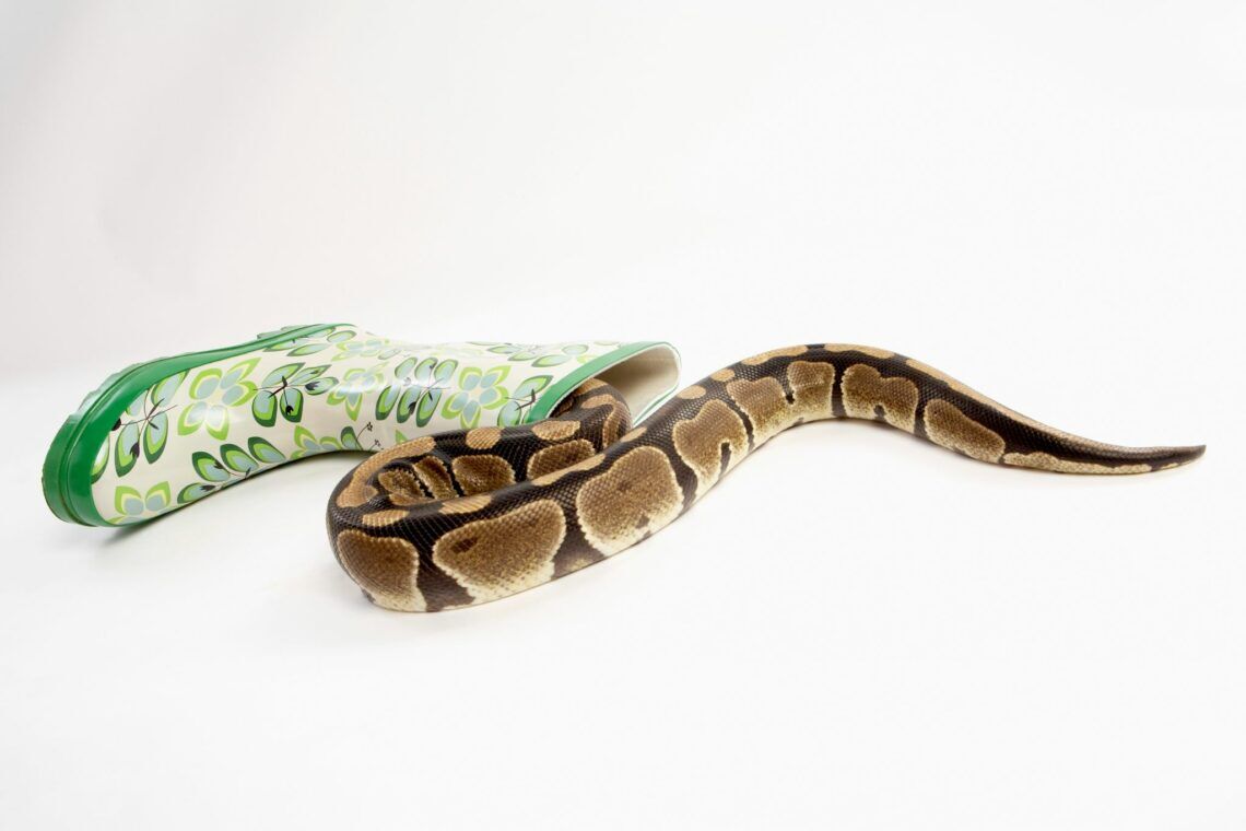 Bite-Proof Boots: Snake Safe Shoes & Lifesaving Tips - Horse Rookie