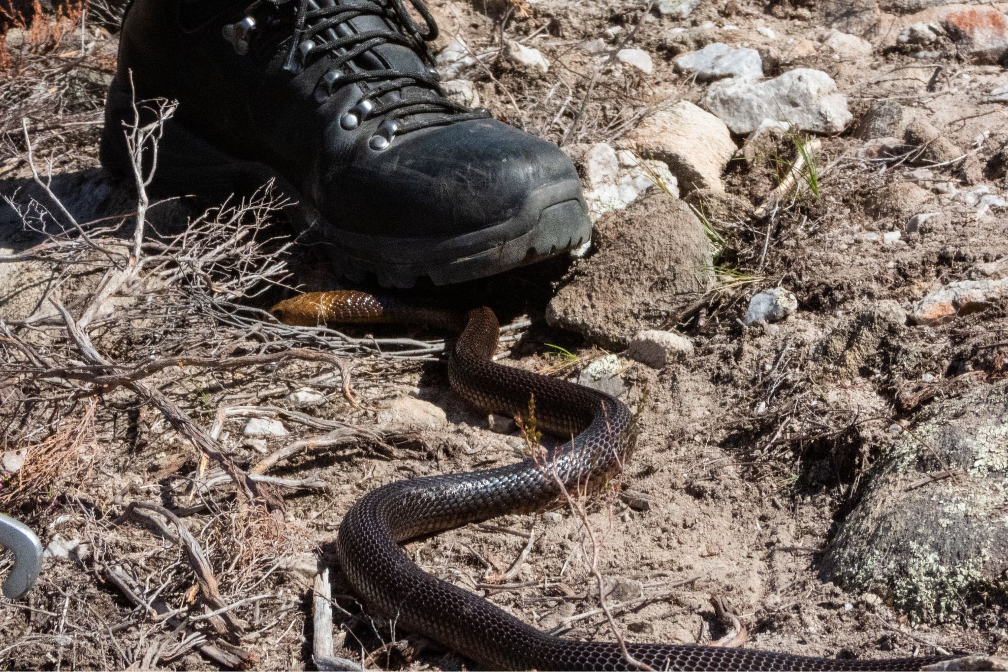 Bite-Proof Boots: Snake Safe Shoes & Lifesaving Tips - Horse Rookie