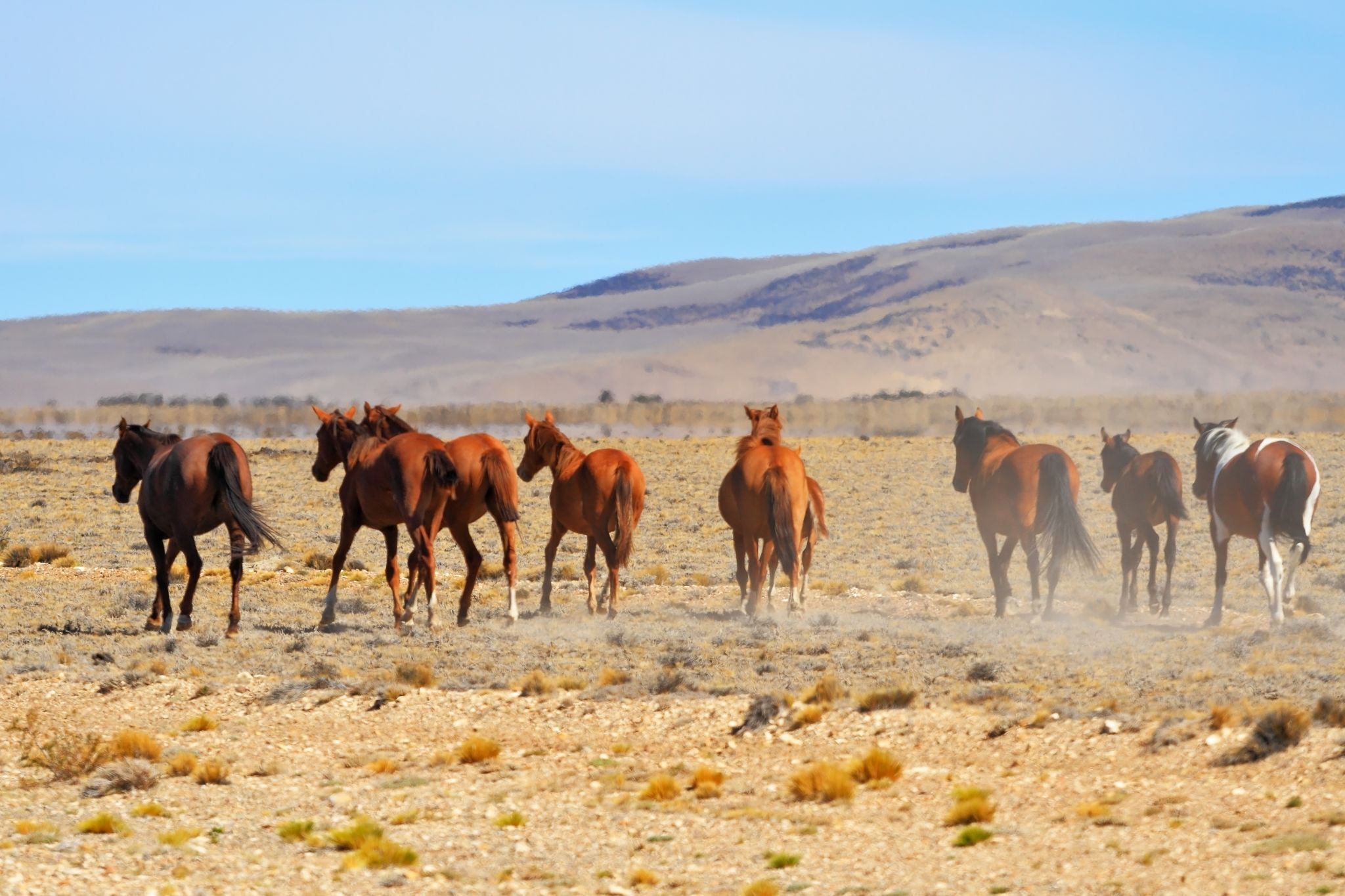 The Equine Need for Speed: Fastest Horses Revealed - Horse Rookie